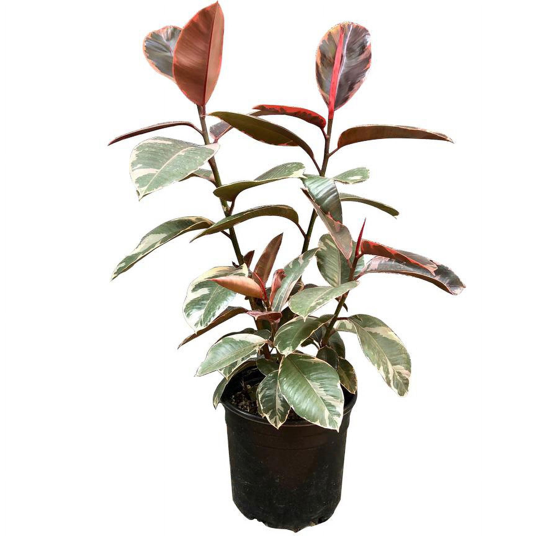 Live Indoor Houseplants - Ficus Elastica 'Ruby Pink' in 10" Pot ...