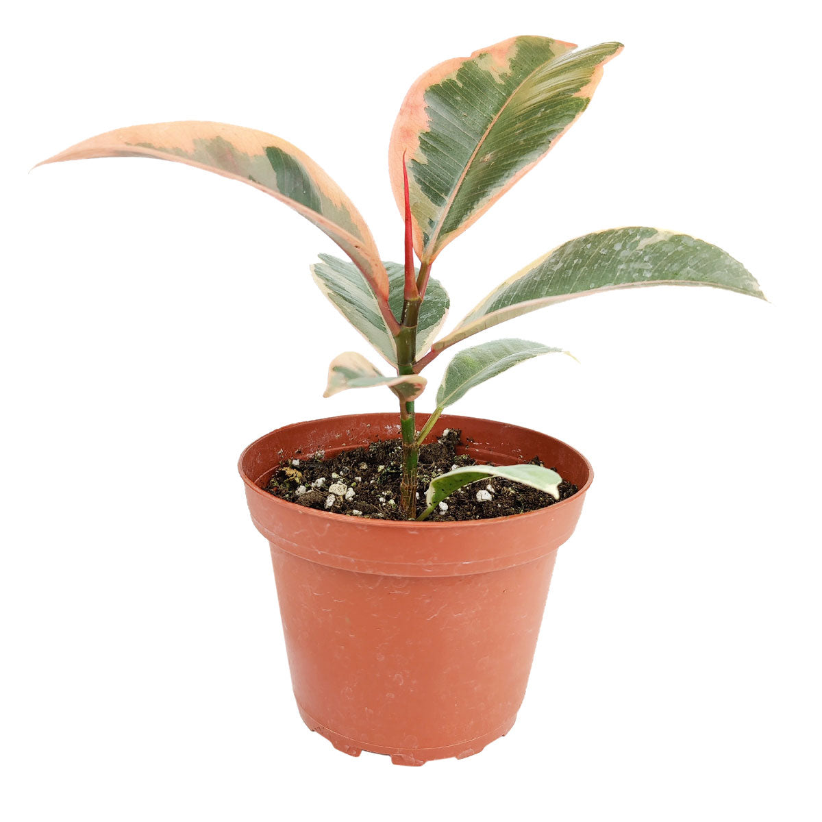 Ficus Elastica Ruby Pink (6"+ Grower Pot) - Rubber Tree Live Houseplant ...