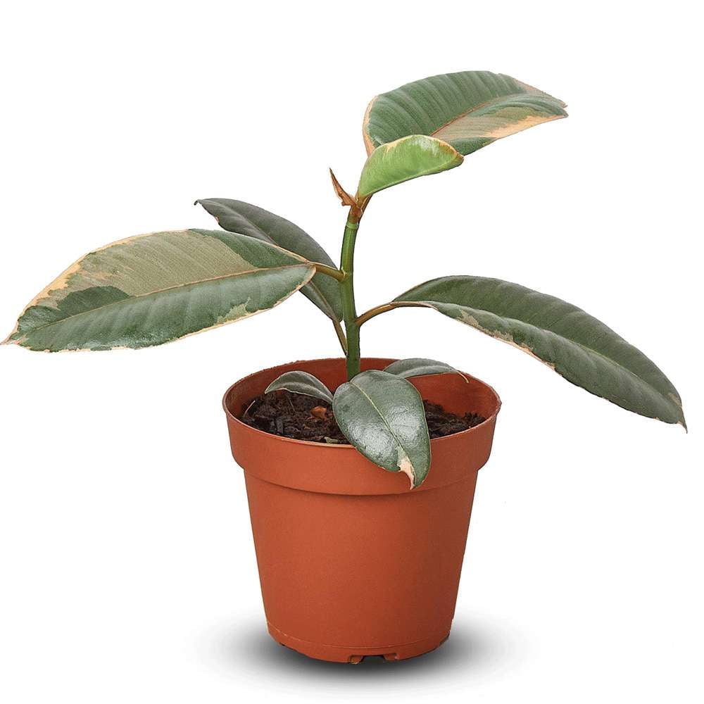 Ficus Elastica 'Ruby Pink' Live Plant for Indoor | Different ...