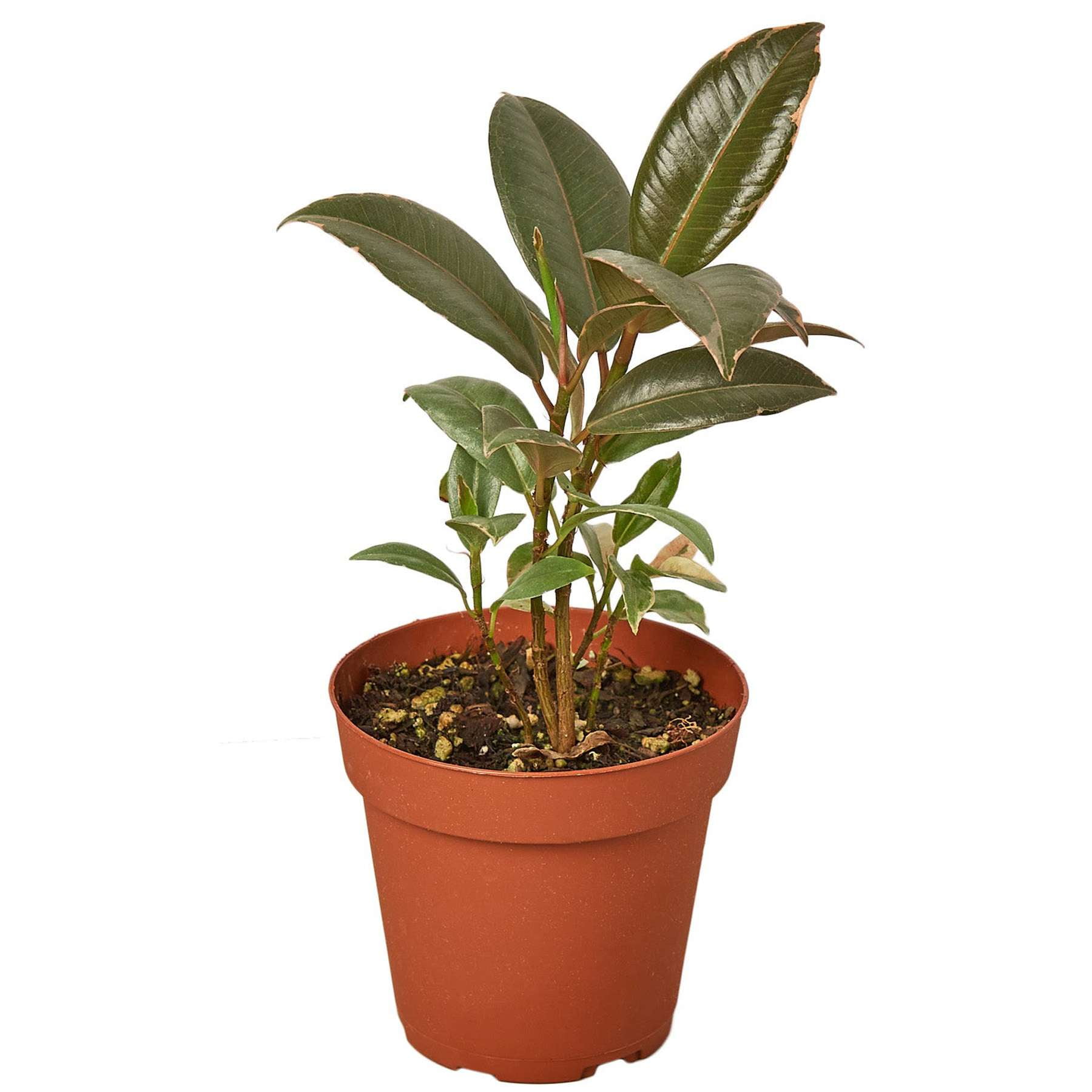 Ficus Elastica Tineke Live Plant for Indoor | Different Houseplants in ...