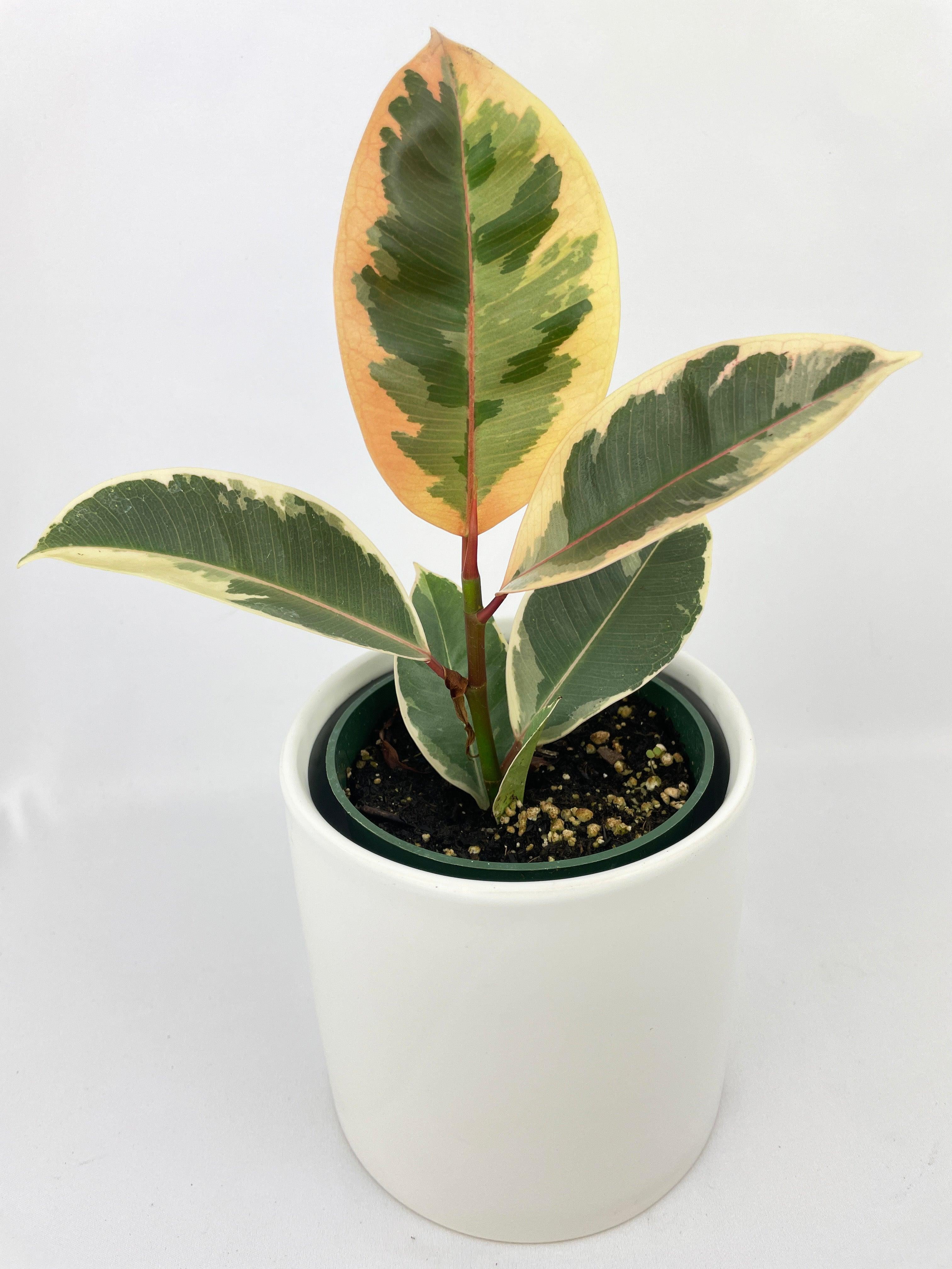 Ficus Elastica Tineke Variegated Rubber Plant - Live Air-Purifying ...