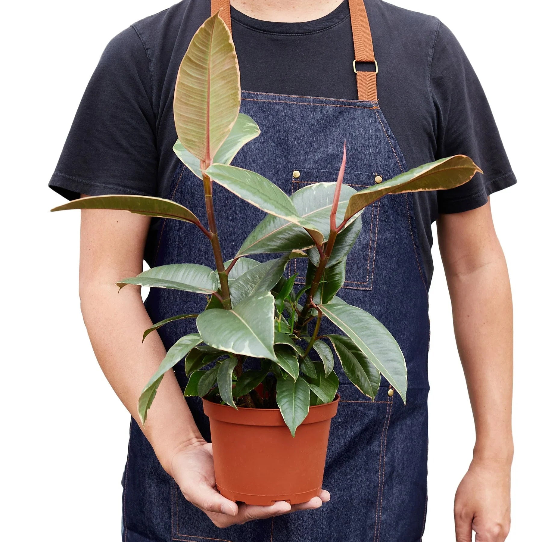 Ficus Elastica Tineke Variegated Rubber Plant - Live Air-Purifying ...