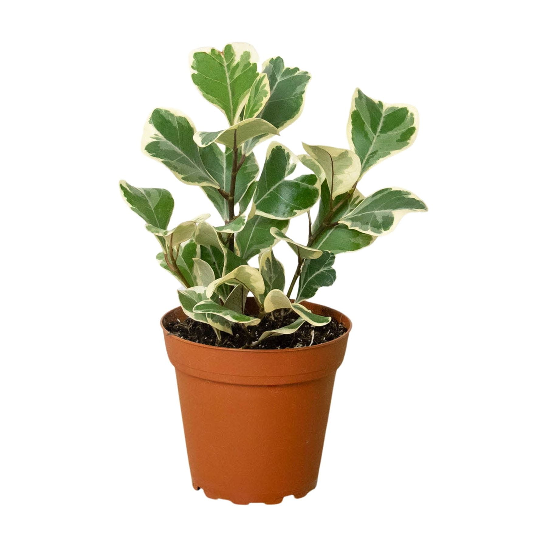 Ficus Elastica 'Triangularis' Variegated in 6" Pot | Live Plant for ...