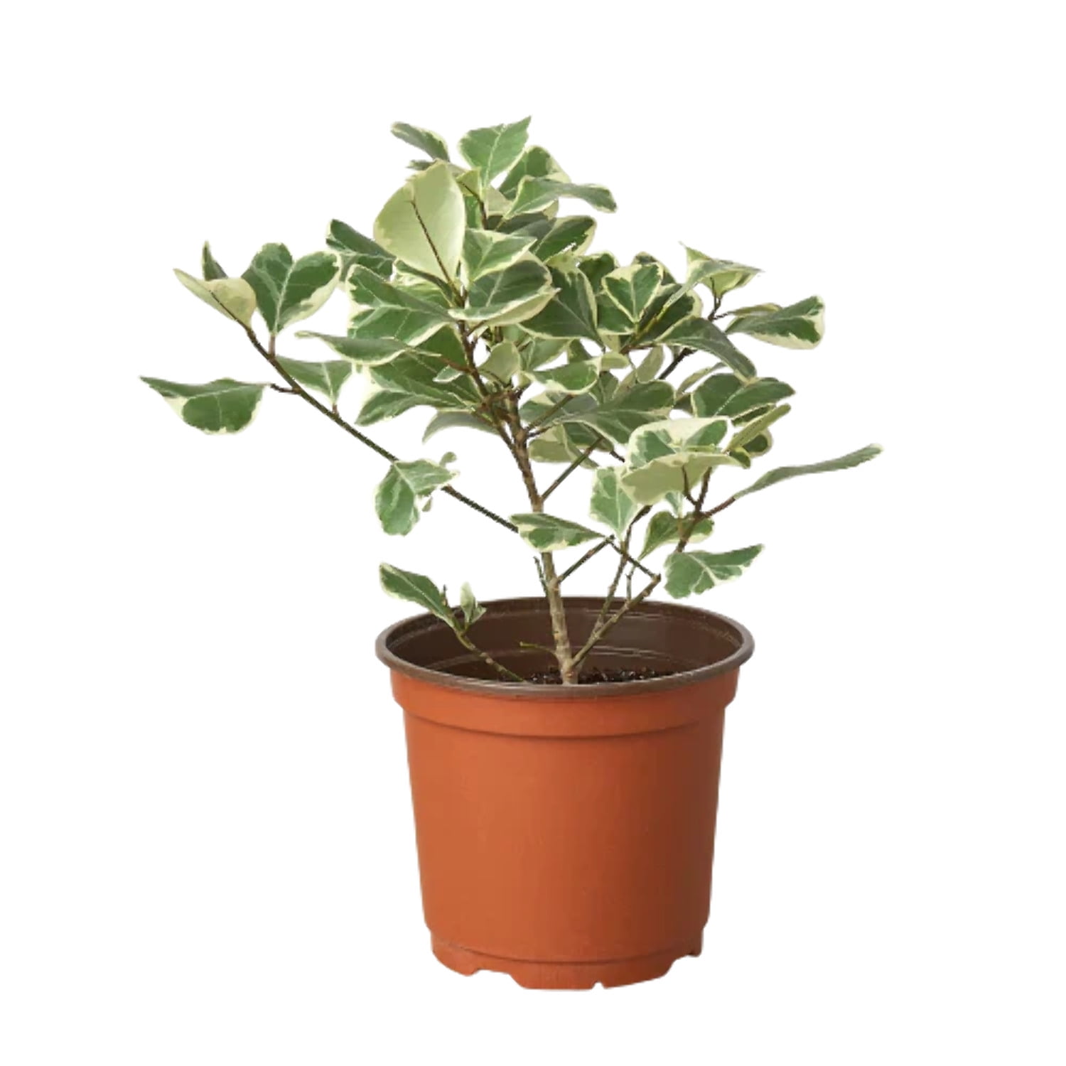 Ficus Elastica 'Triangularis' Variegated Size: 6" Pot | Live Plant for ...