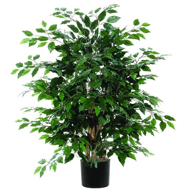 Ficus Extra Full Everyday Bush - 4 ft. - Walmart.com