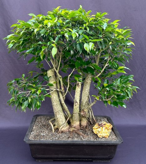 Ficus Philippinensis Bonsai Tree Exposed Root & Banyan Style (ficus ...
