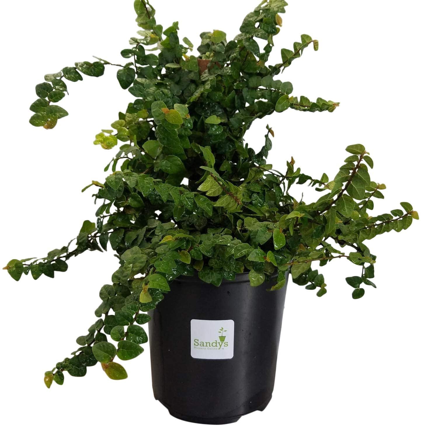 Ficus Pumila Creeping Fig, Wall Climber, Gallon Pot - Walmart.com