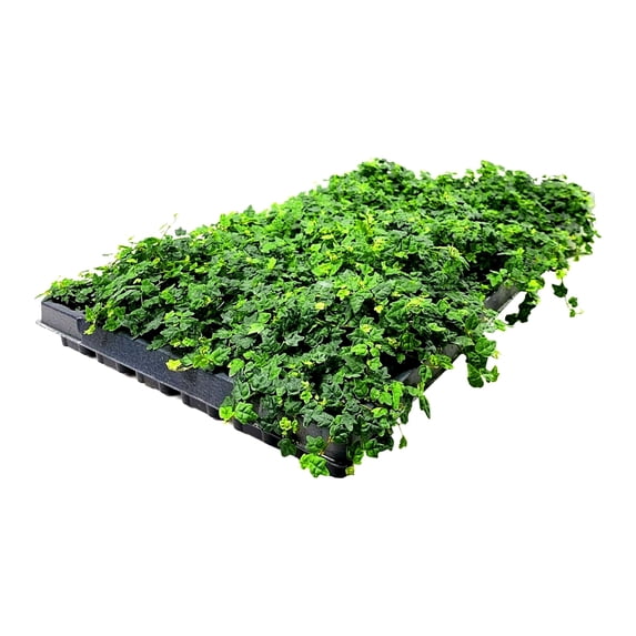 Ficus Pumila Quercifolia 3 Live Plants, Indoor/Outdoor Trailing Vine ...