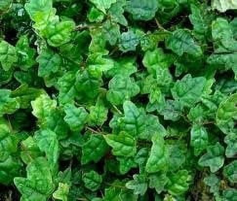 Ficus Pumila Quercifolia 30 Live Plants Oak Leaf Creeping Fig, Easy ...
