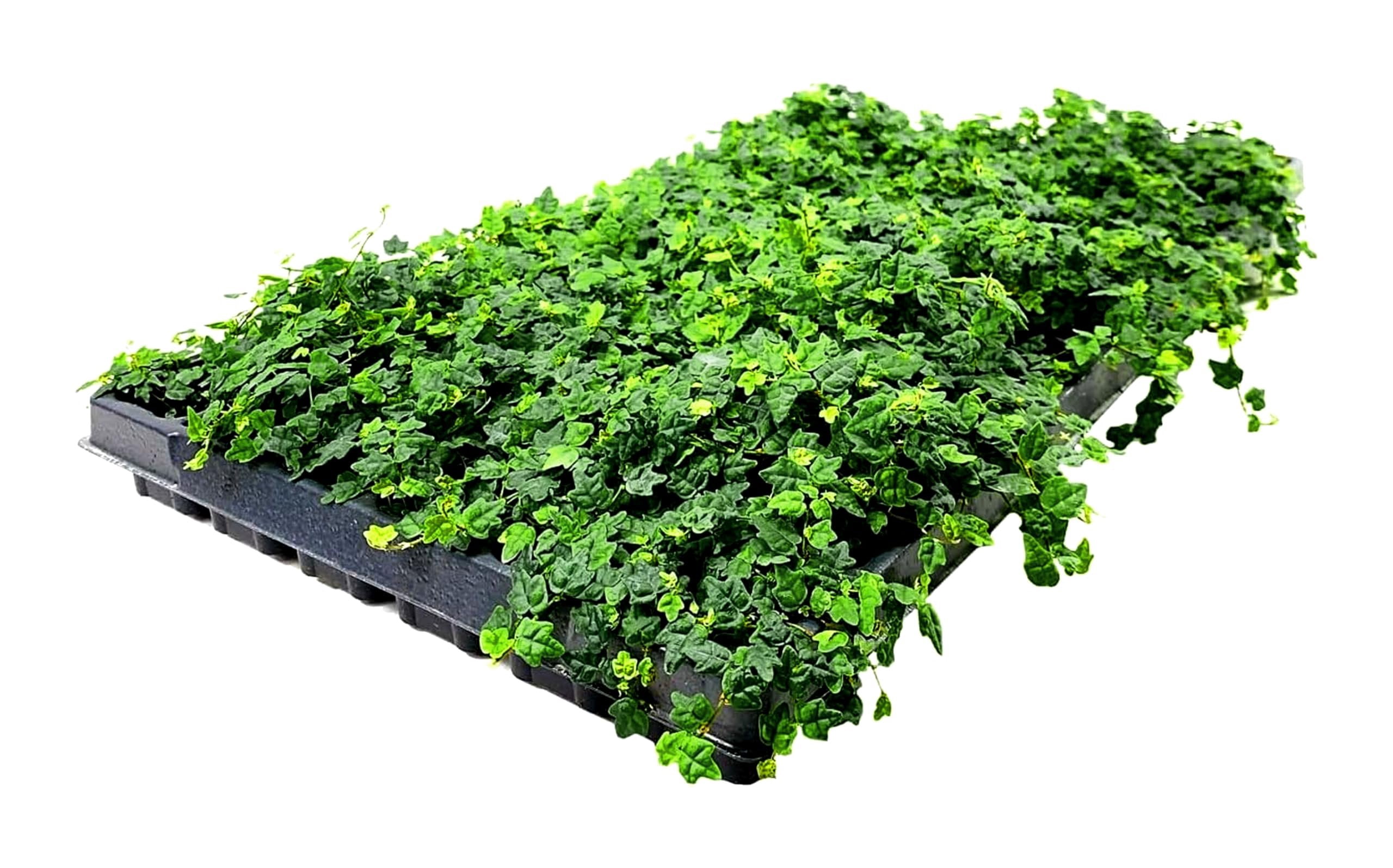 Ficus Pumila Quercifolia 40 Live Plants Oak Leaf Creeping Fig, Easy ...