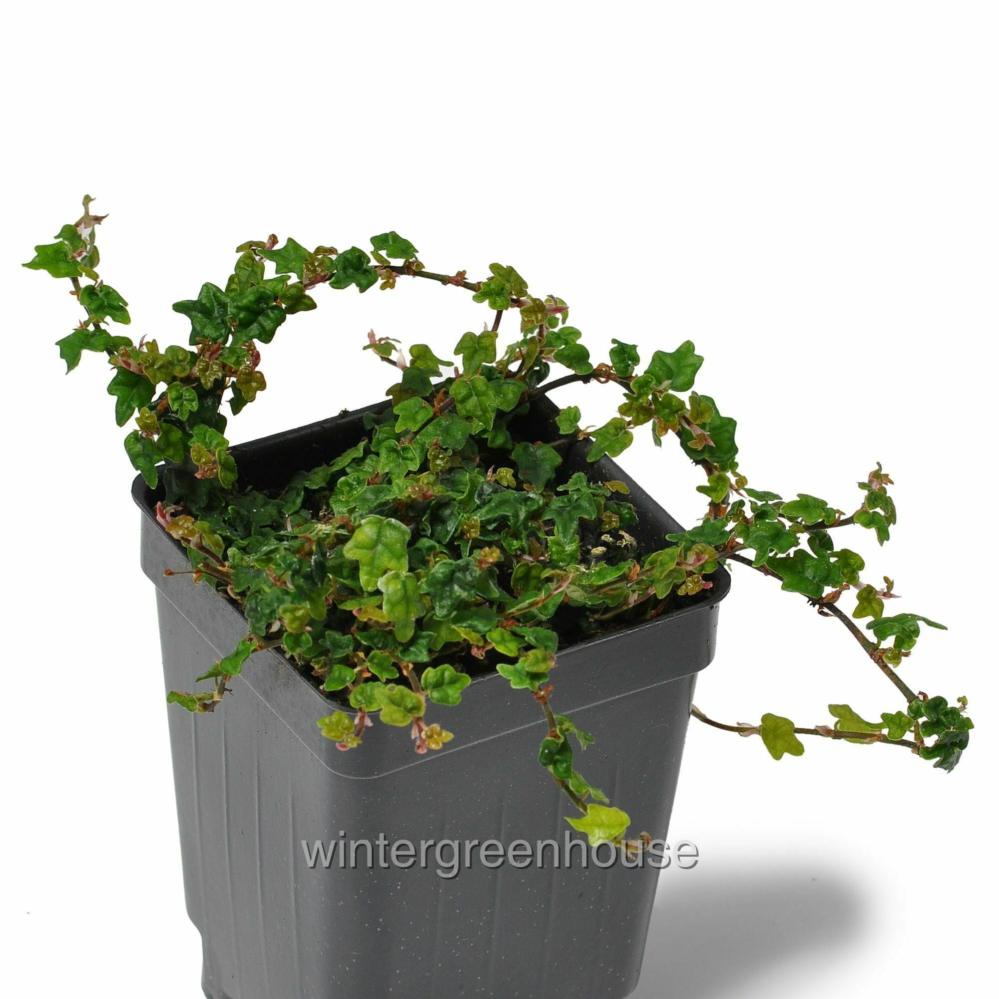 Ficus Pumila, Quercifolia Minima, Tiny Oak Leaf Creeping Fig - Pot Size ...