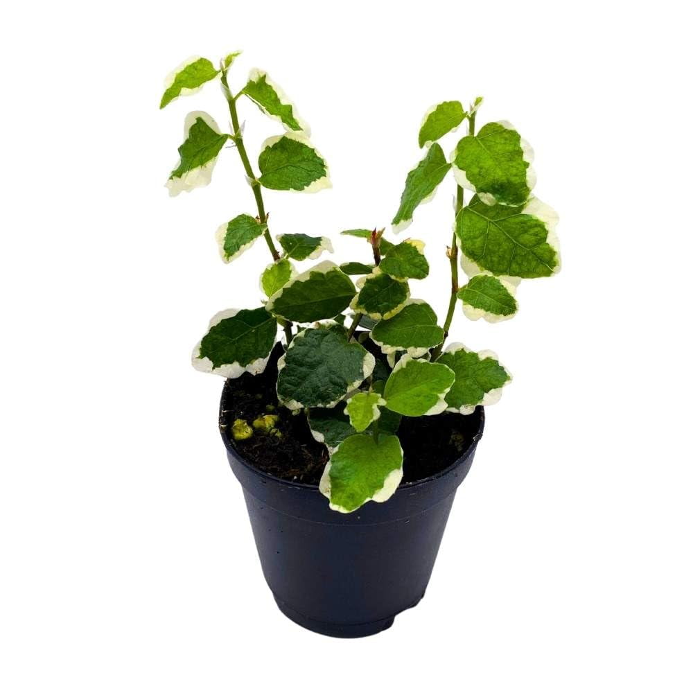 Ficus Pumila Variegata 2 inch Variegated Creeping Fig Climbing Fig ...