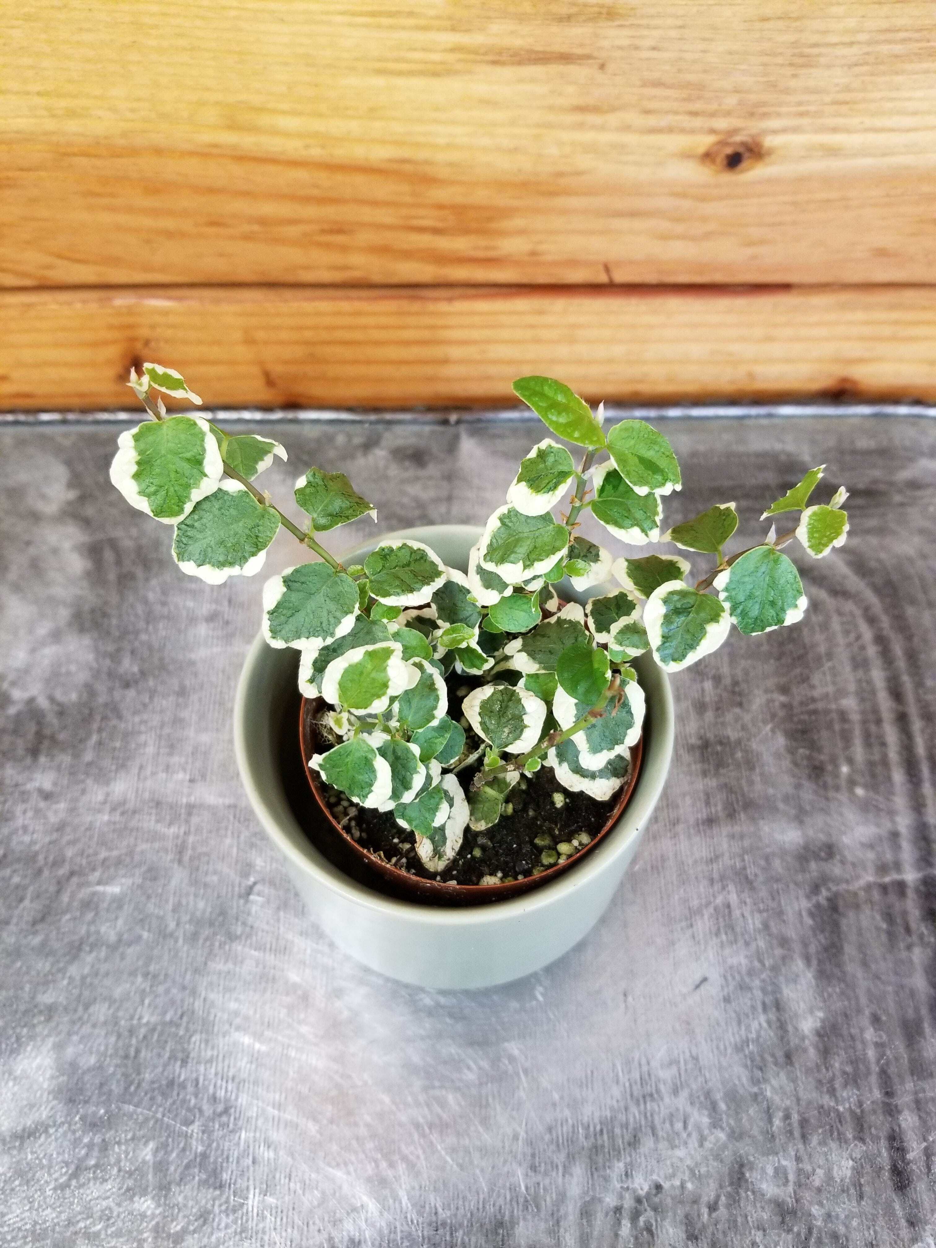 Ficus Pumila Variegated Creeping Fig, 2" Plant, The Plant Farm ...