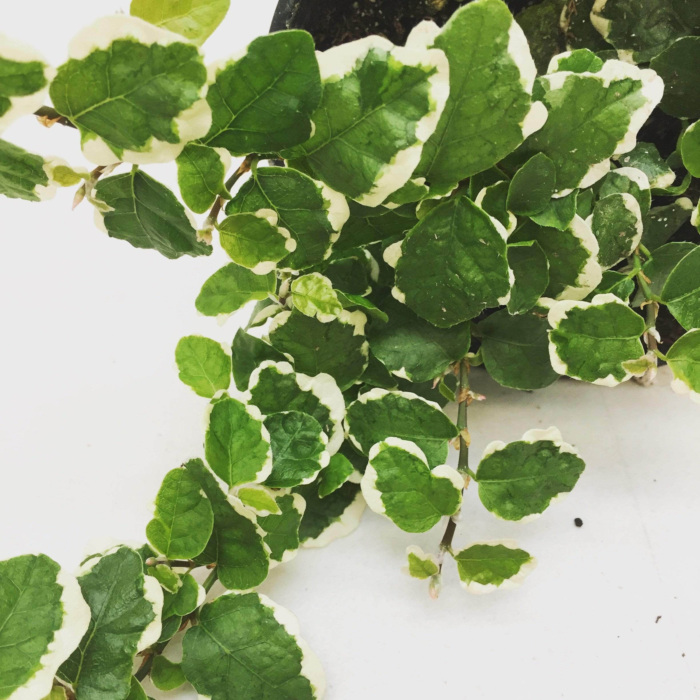 Ficus Pumila Variegated Creeping Fig, 4" Plant - Walmart.com