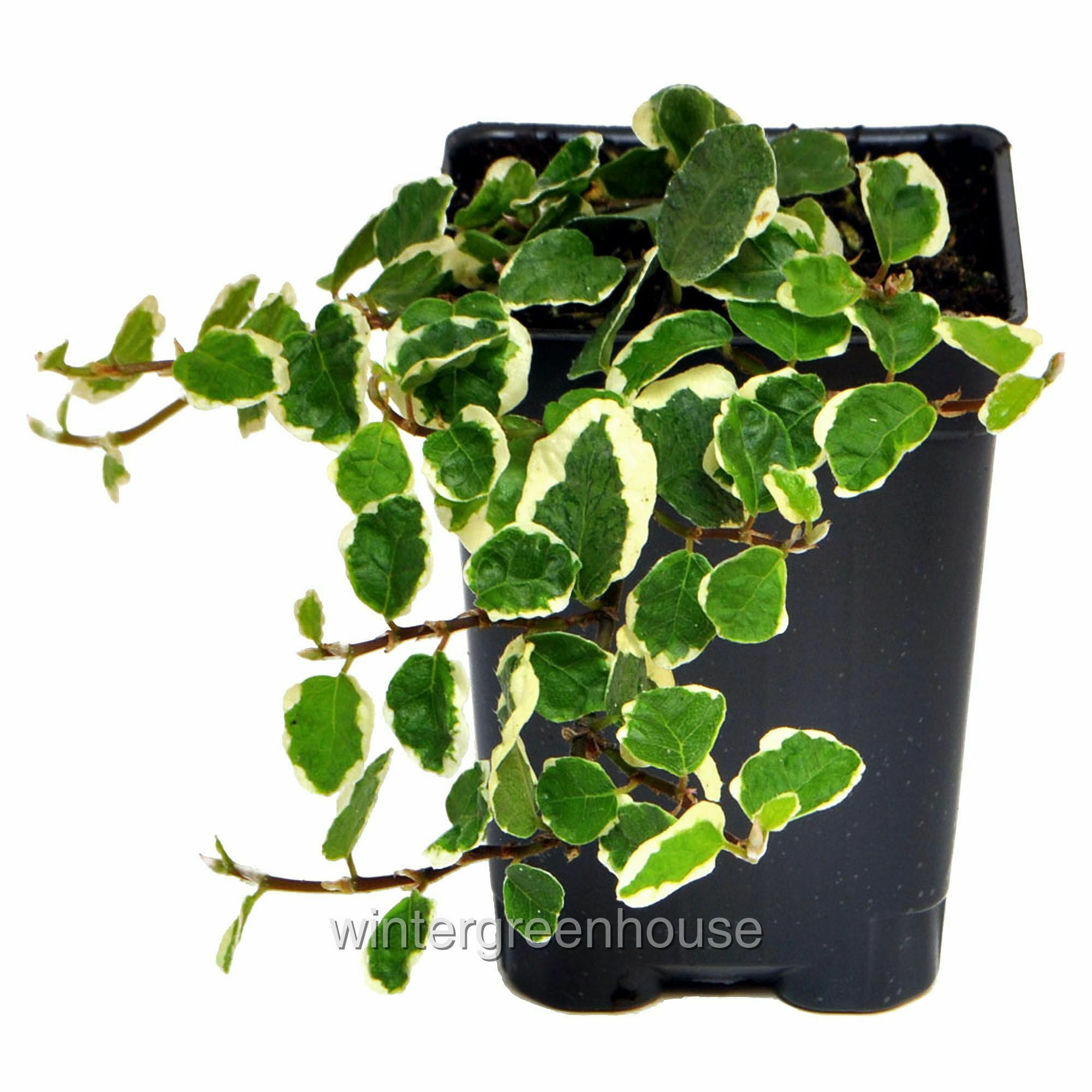 Ficus Pumila, Variegated, Creeping Fig - Pot Size: 3" (2.6x3.5 ...