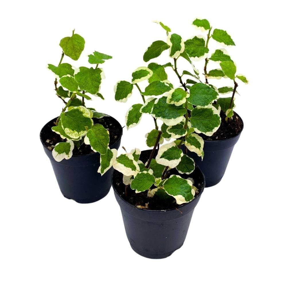Ficus Pumlia 2 inch Set of 3 Variegated Creeping Fig Tiny Mini Pixie ...