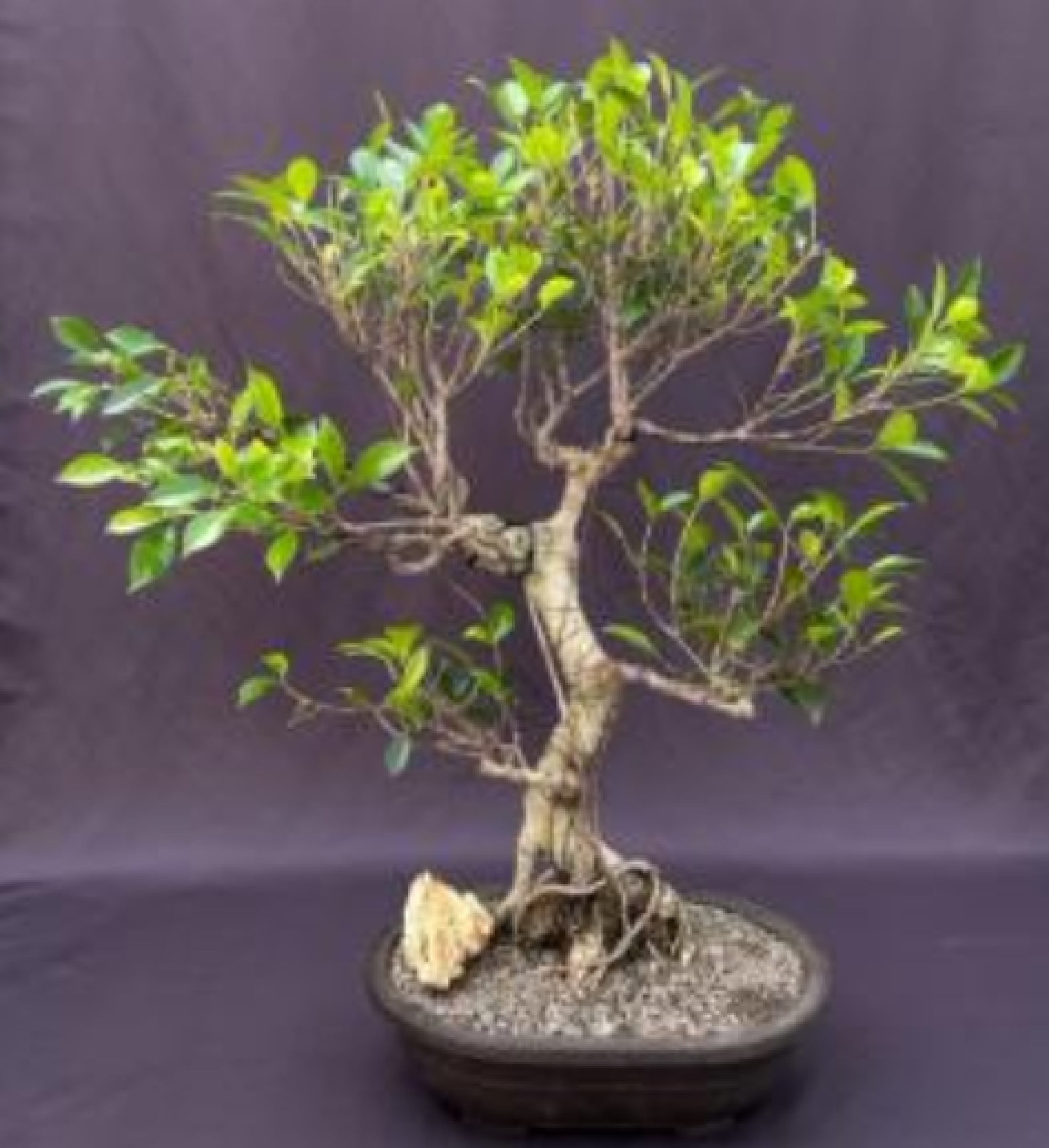 Ficus Retusa Bonsai Tree Curved Trunk & Tired Branching (ficus retusa ...