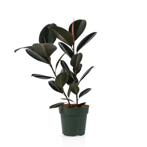 Ficus Rubber Tree – Live Burgundy Foliage Plant, Indoor/Outdoor Air ...