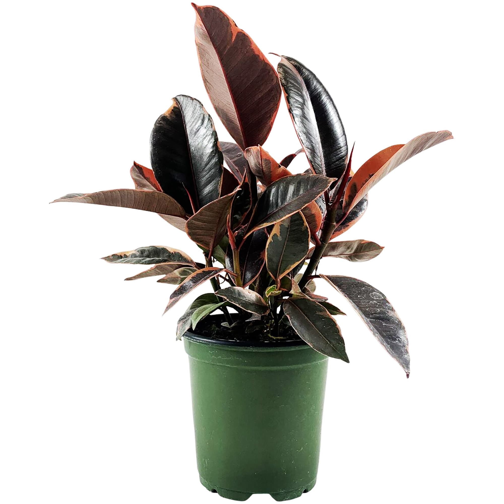 Ficus "Ruby" Elastica / Variegated Rubber 4" Grower Pot - Walmart.com