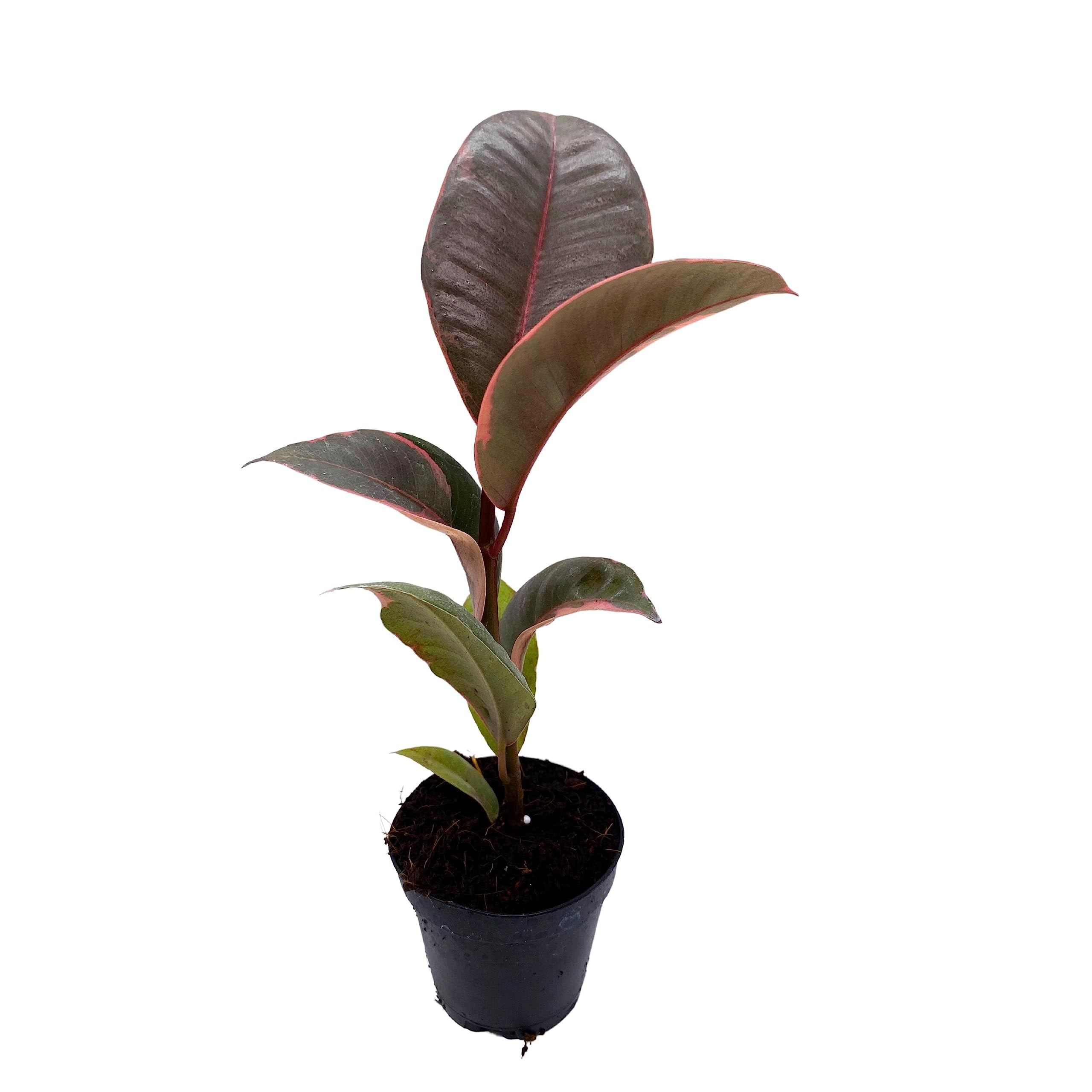 Ficus Ruby, Ruby Rubber Tree, Ficus Elastica Ruby in 2 inch Pot ...