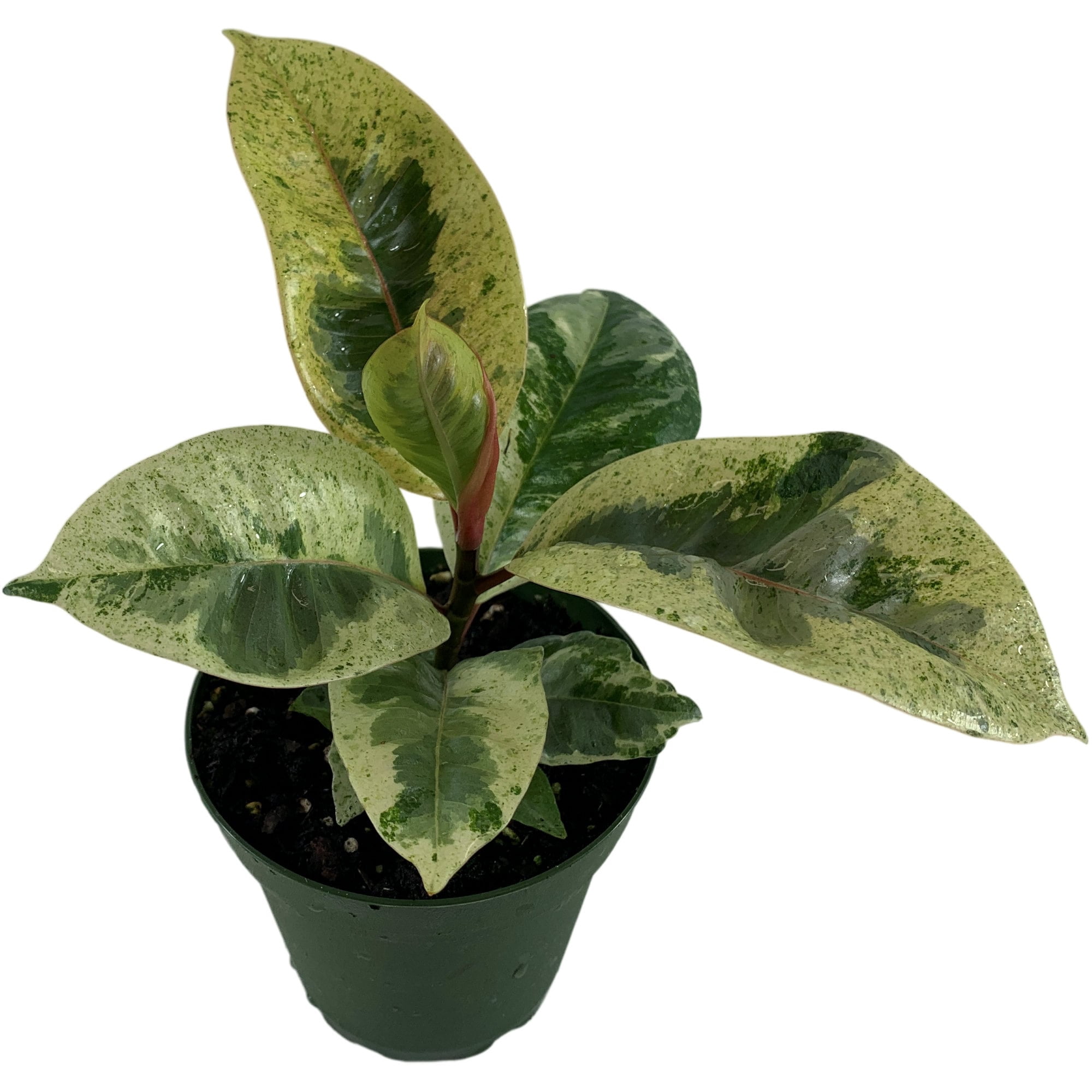 Ficus Shivereana "Moonshine" 4" Grower Pot - Walmart.com