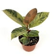 Ficus Shivereana Moonshine Live Potted House Plants Air Purifying, 4 ...