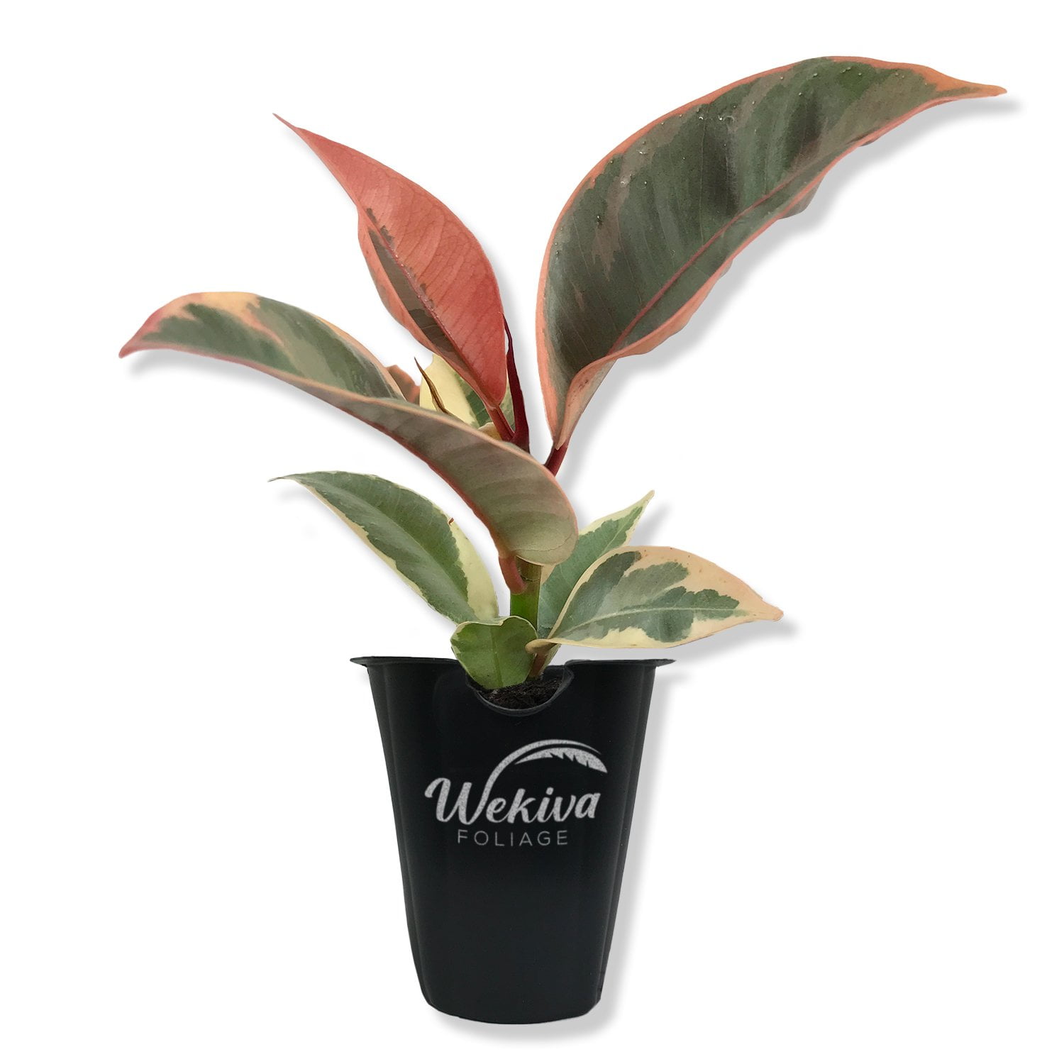 Ficus Tineke Tree - Live Starter Plant in a 2 Inch Pot - Ficus Elastica ...