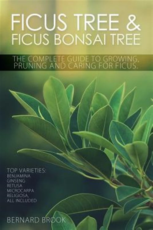 Pre-Owned Ficus Tree and Ficus Bonsai Tree. The Complete Guide to ...