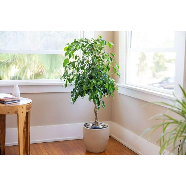 Ficus Tree Variety 3-Pack - 3 Live Starter Plants in 2 Inch Pots ...