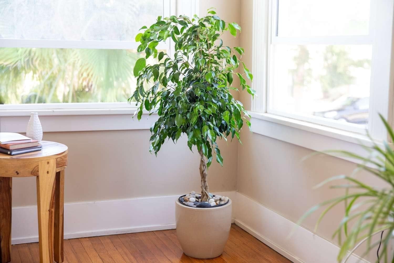 Ficus Tree Variety 5-Pack - 5 Live Starter Plants in 2 Inch Pots ...