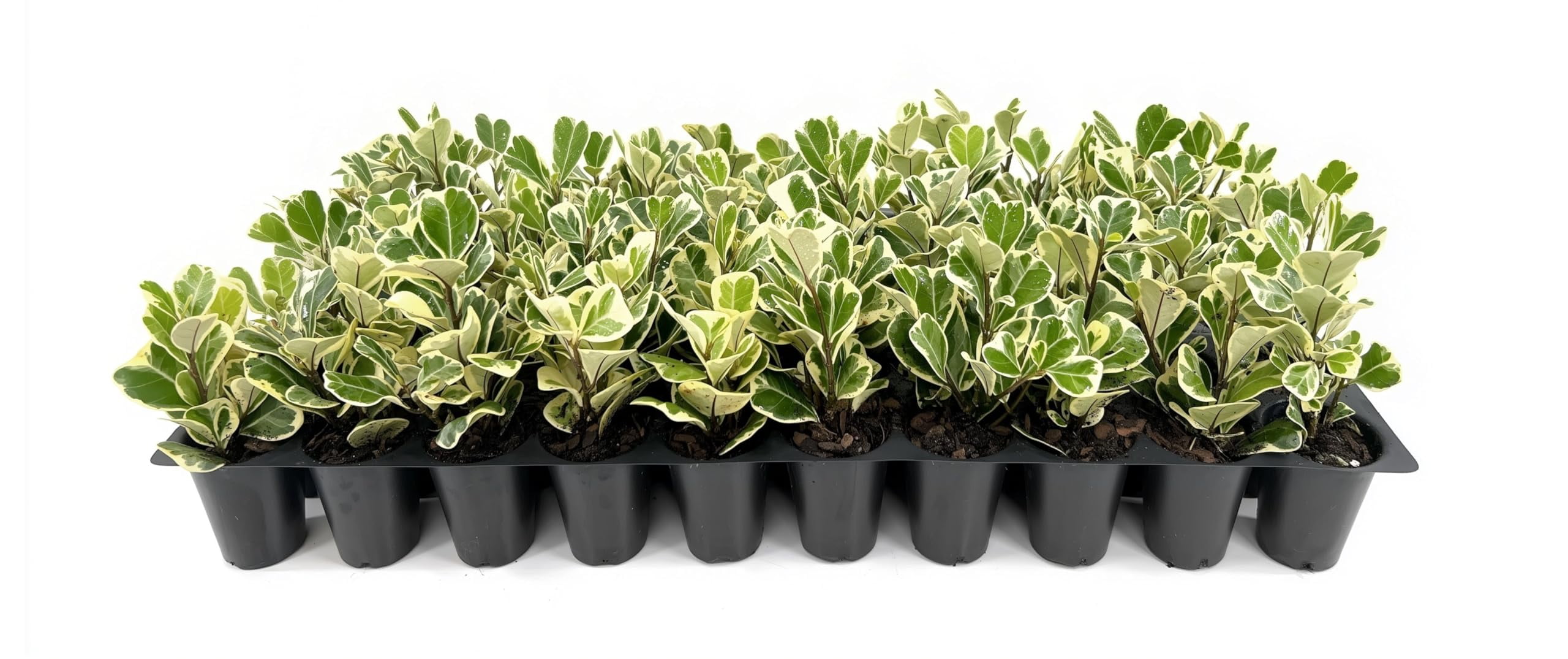 Ficus Triangularis | 30 Live Plants | Ficus Triangularis | Indoor ...