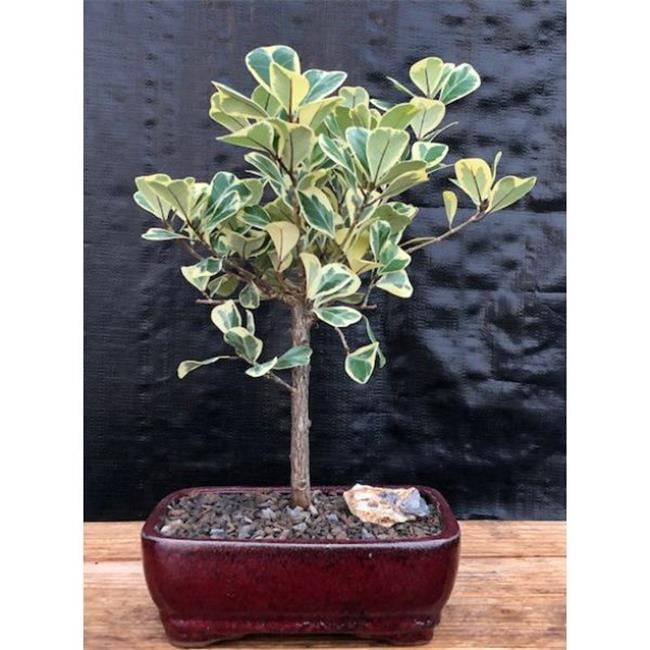 Ficus Triangularis Variegata Tree - Walmart.com