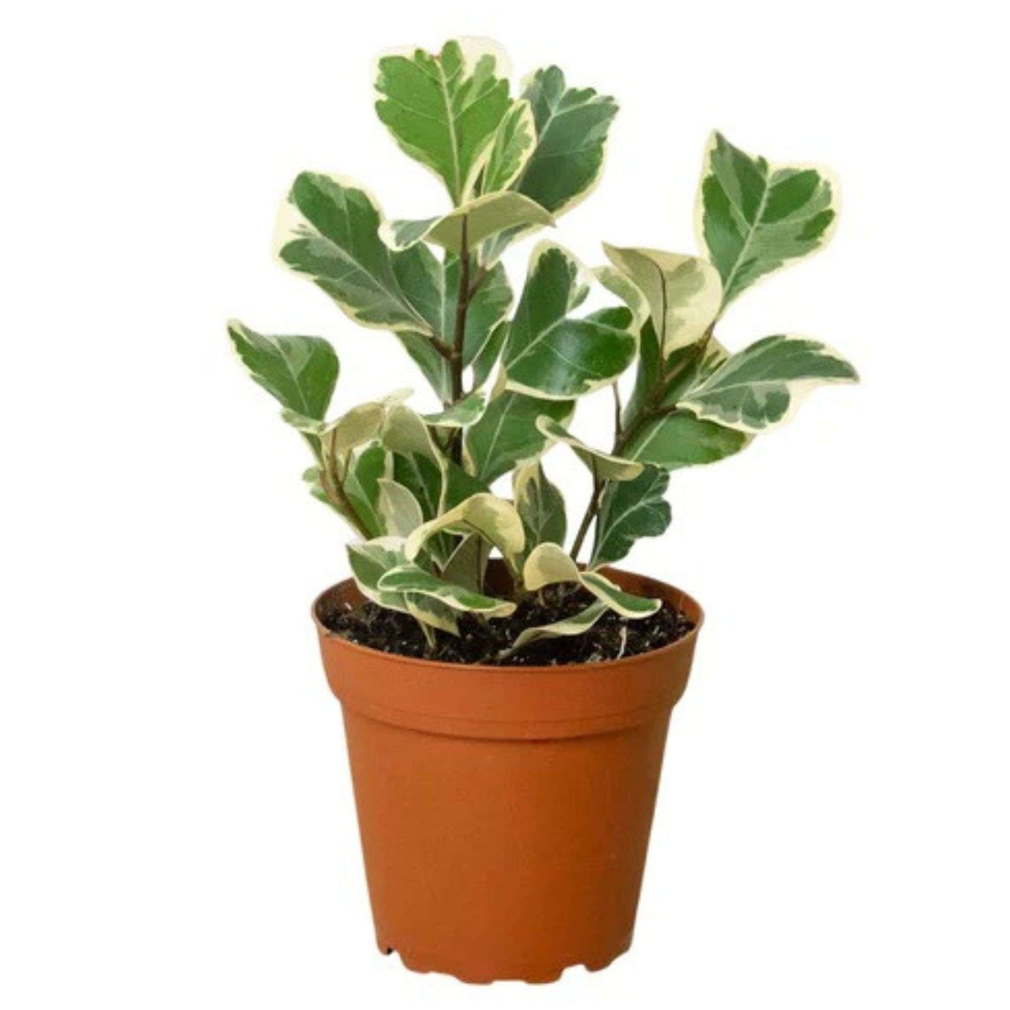 Ficus Triangularis Variegated Live Plant for Indoor | Different ...