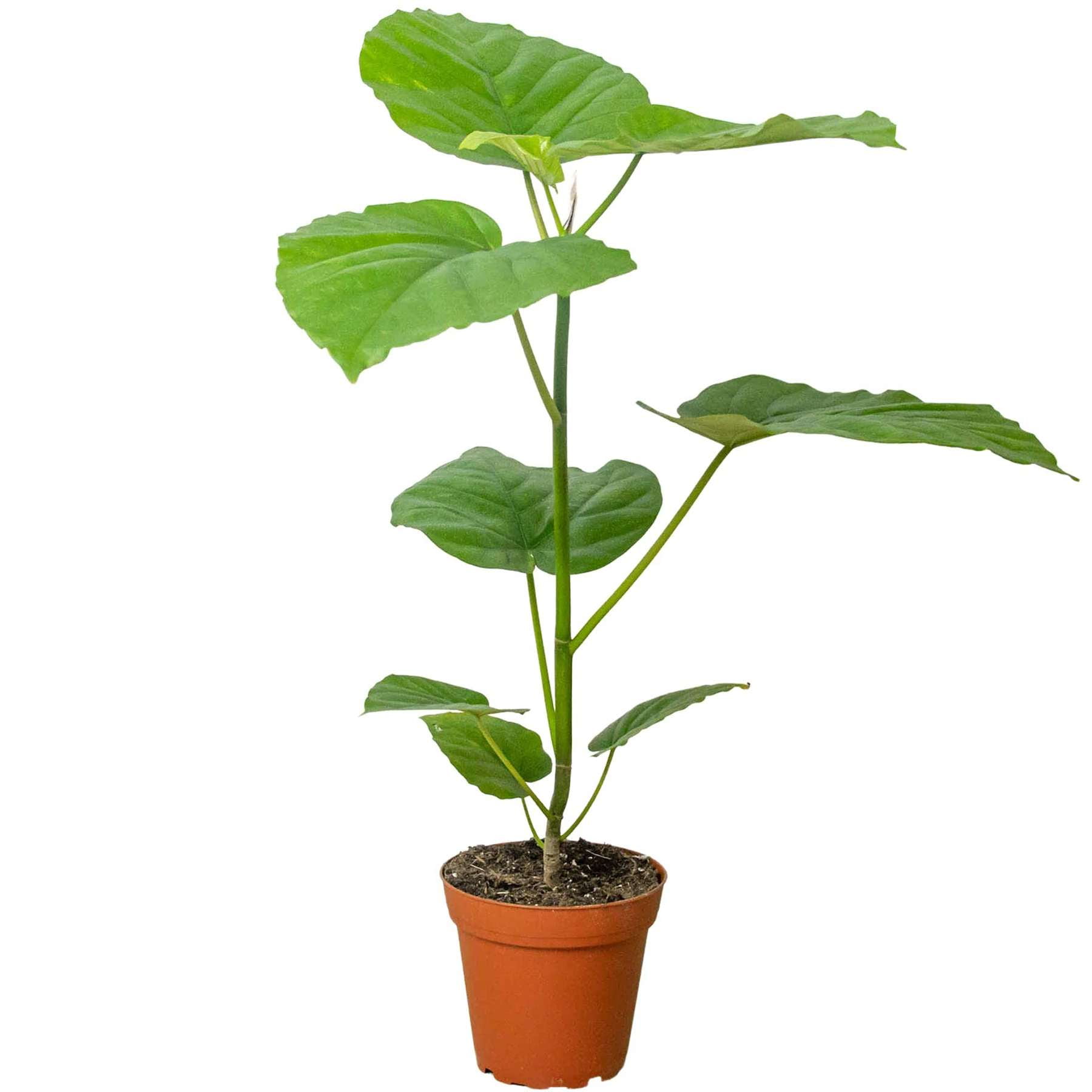 Ficus Umbellata Live Plant for Indoor | Different Houseplants in 4 ...