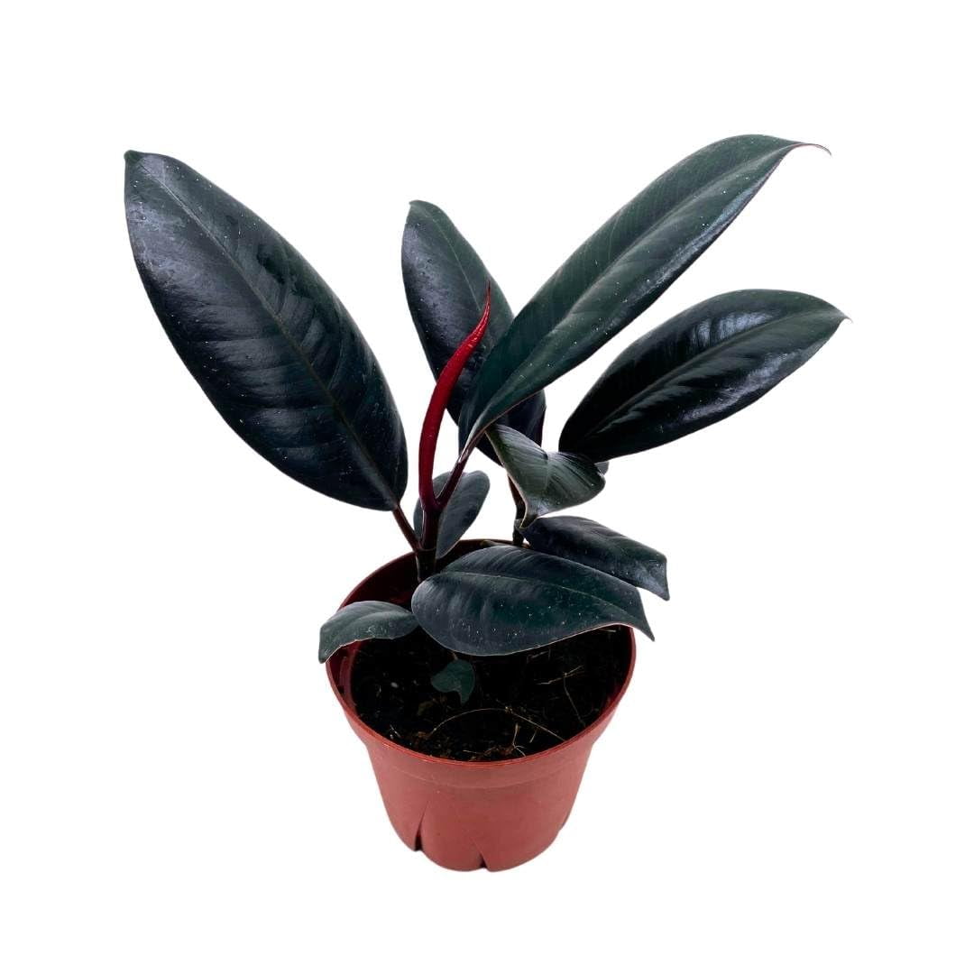 Ficus elastica, Rubberplant, India Rubber Plant, India Rubber Tree ...