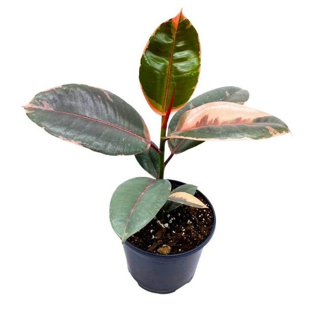 Ficus elastica Ruby Tricolor 6 inch India Rubber Tree Decora Fig Plant ...