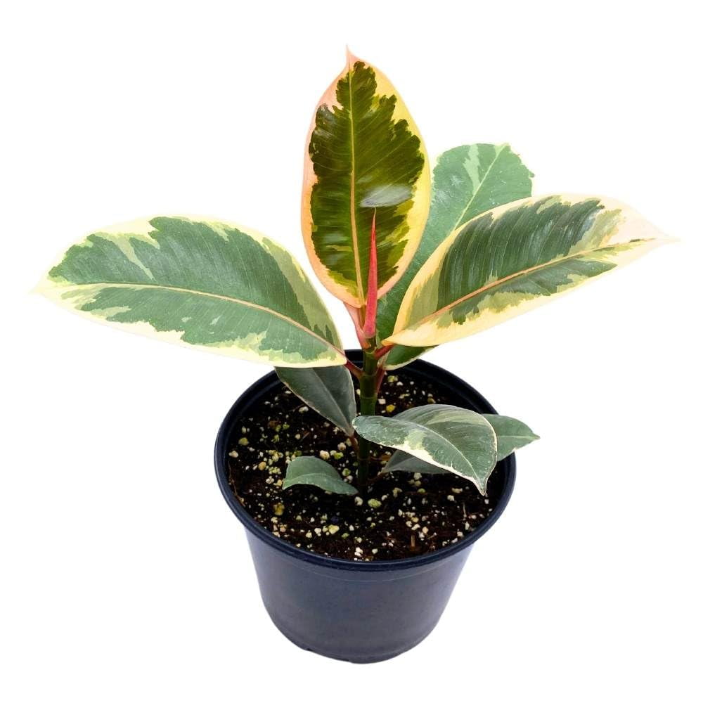 Ficus elastica Tineke Variegated 6 inch India Rubber Tree Decora Fig ...