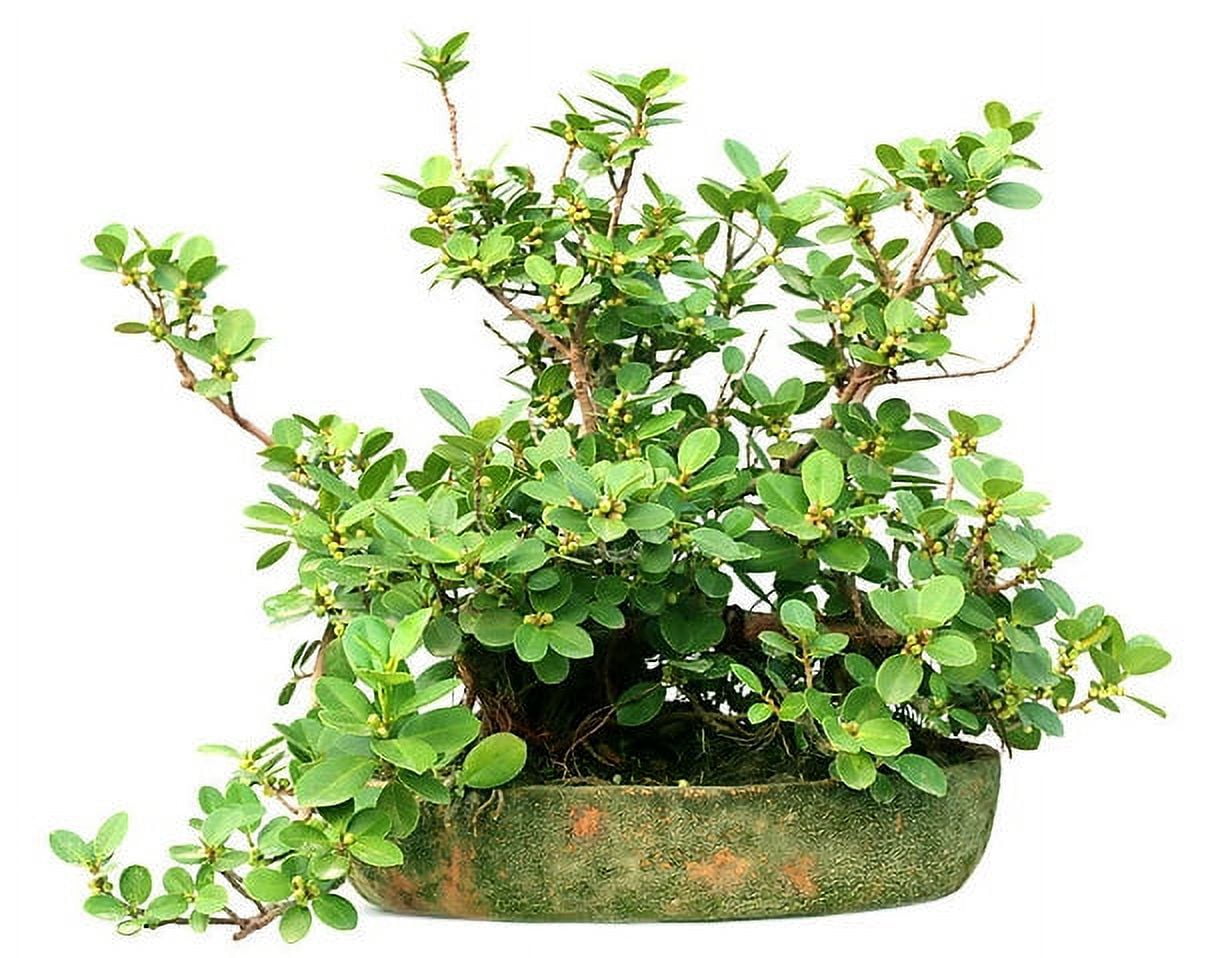 Ficus hispida Rare Fig Tree -20 Seeds -Tropical Plant - Hairy Fig ...