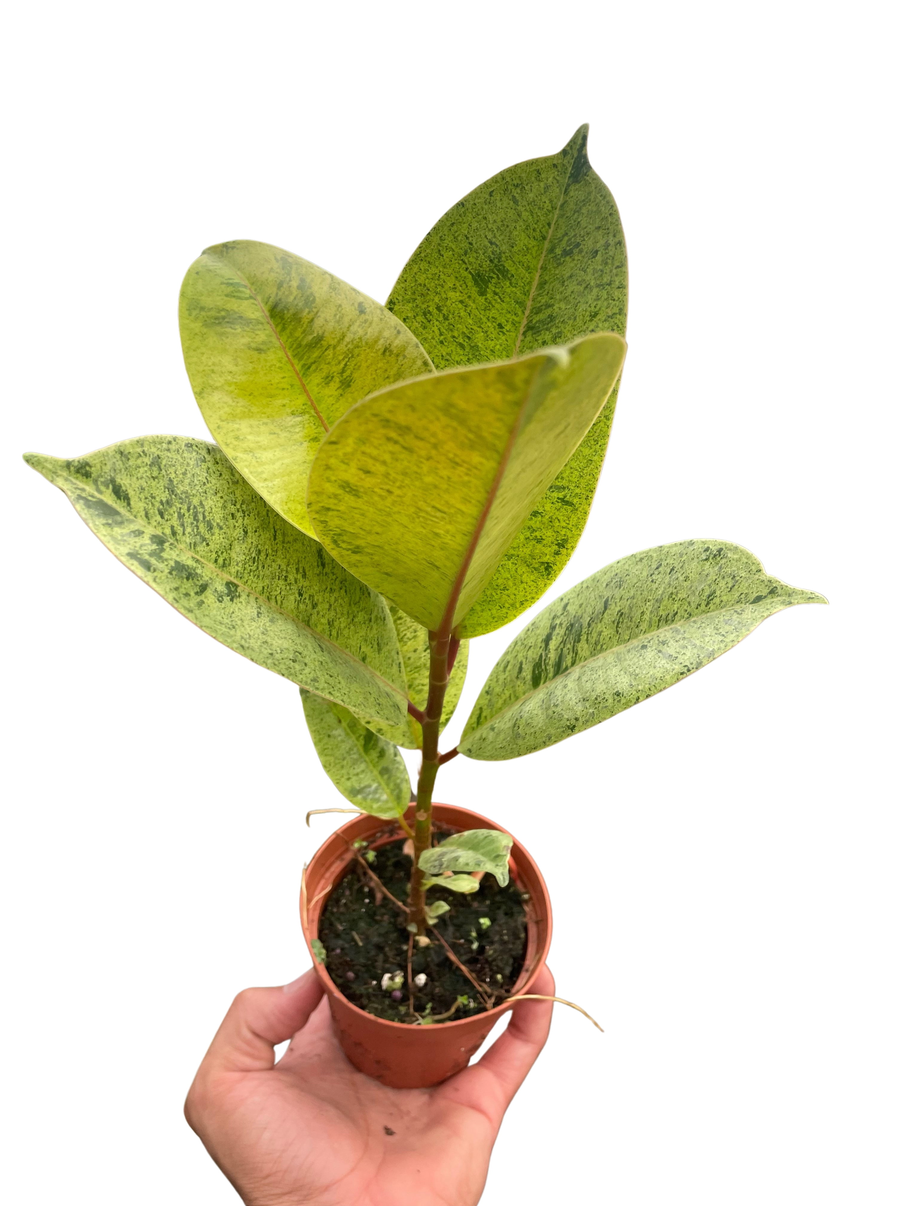 Ficus 'shivereana' (Moonshine), 4" Pot, Indoor Houseplant, Easy Care ...