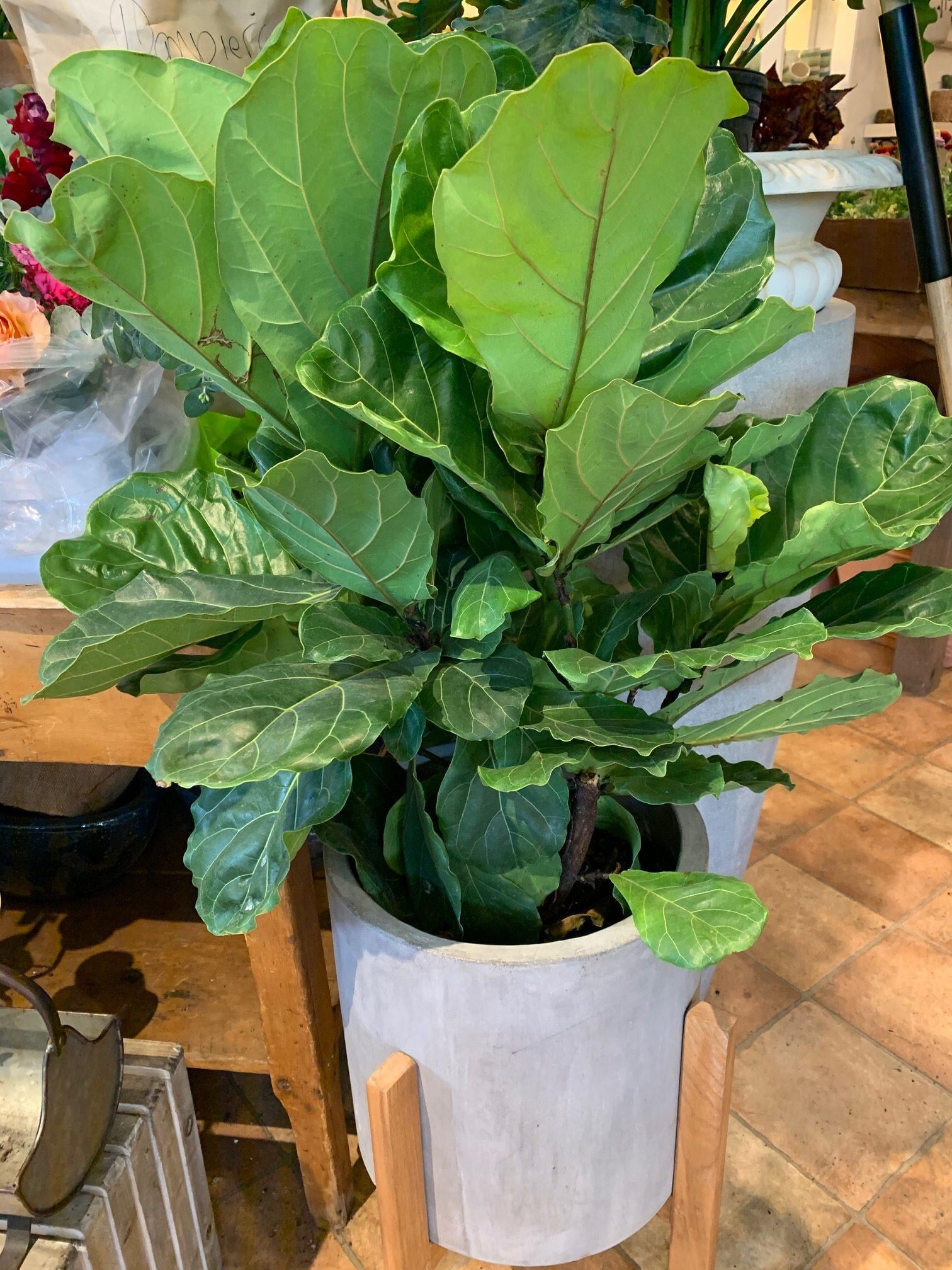 Fiddle Leaf Fig-Bush-Unique Foliage for Indoors 6" Pot - Walmart.com