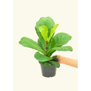 Ficus Pumula Quercifolia, Mini Oak Leaf Creeping Fig Starter Plants ...