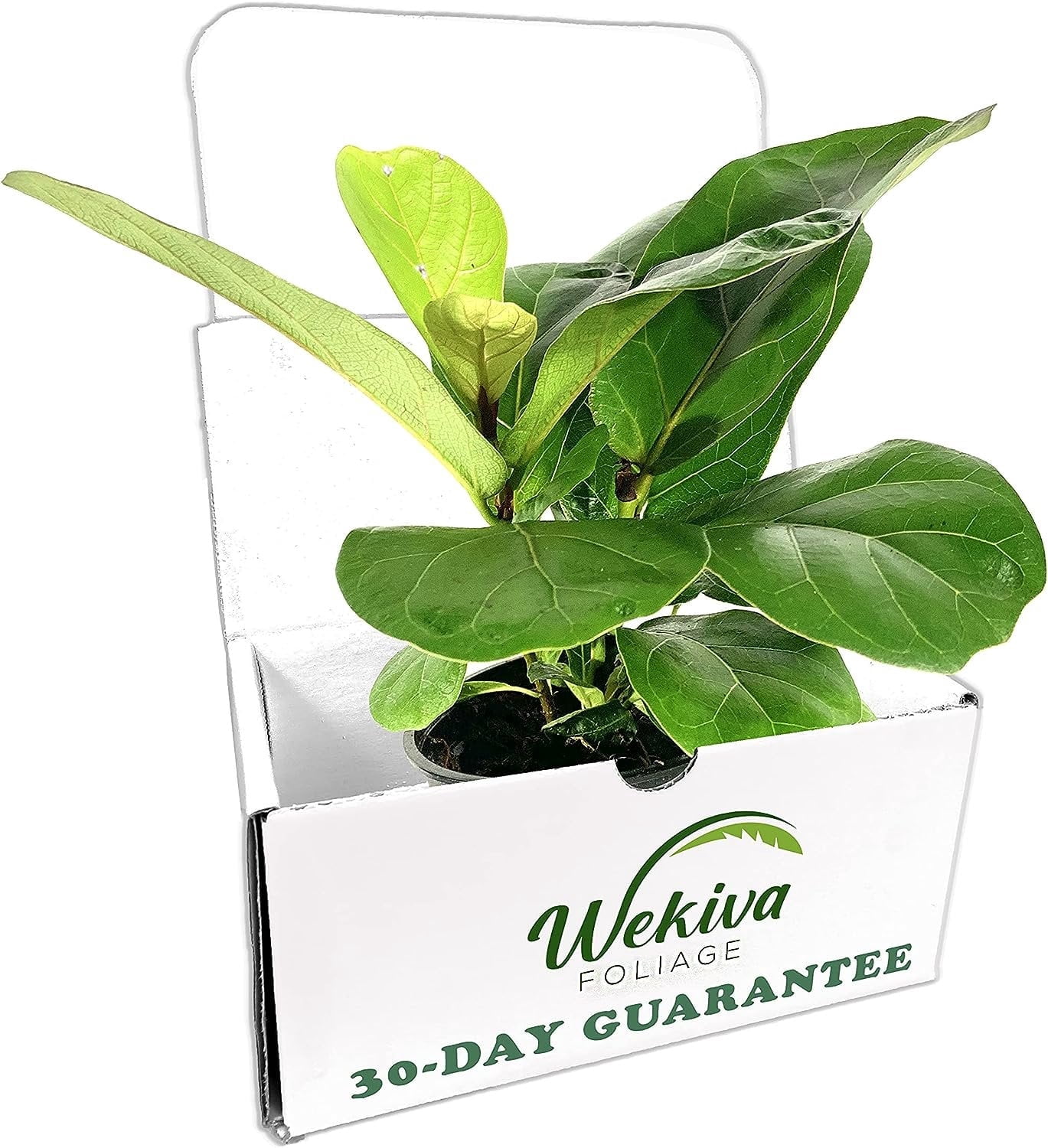 Fiddle Leaf Fig - Live Plant in a 4 Inch Pot - Ficus Lyrata - Beautiful ...