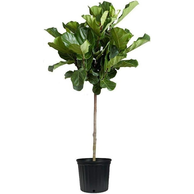 Fiddle Leaf Fig Live Tree - Ficus Lyrata - Beautiful Florist Quality ...