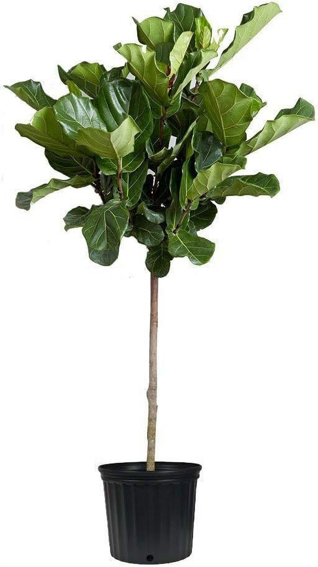 Hirt's Fiddleleaf Fig Tree - Ficus - Great Indoor Tree - Easy - 6" Pot ...