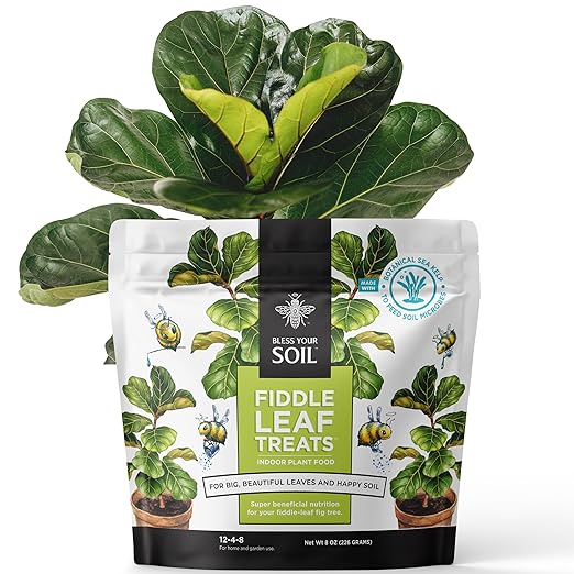 Fiddle Leaf Fig Plant Food : Ficus Fertilizer : 3-1-2 NPK + Sea Kelp ...