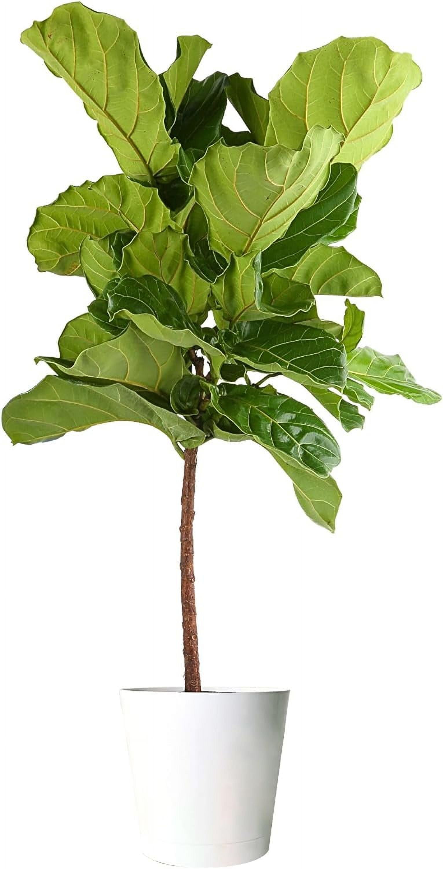 Fiddle Leaf Fig Tree, Ficus Lyrata, Live Indoor Plant Potted in Indoor ...