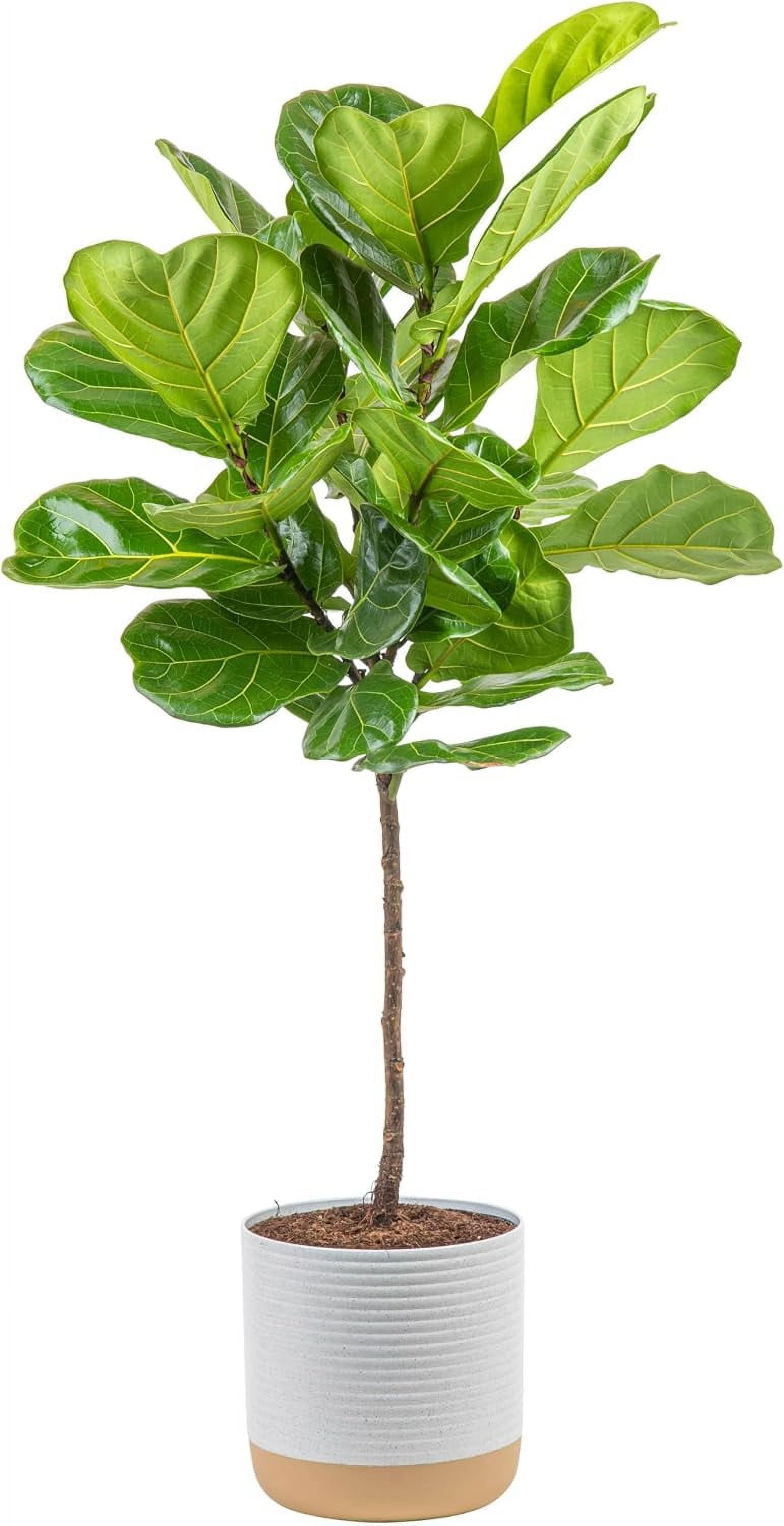 Fiddle Leaf Fig Tree, Ficus Lyrata Live Indoor Plant Potted in Indoor ...