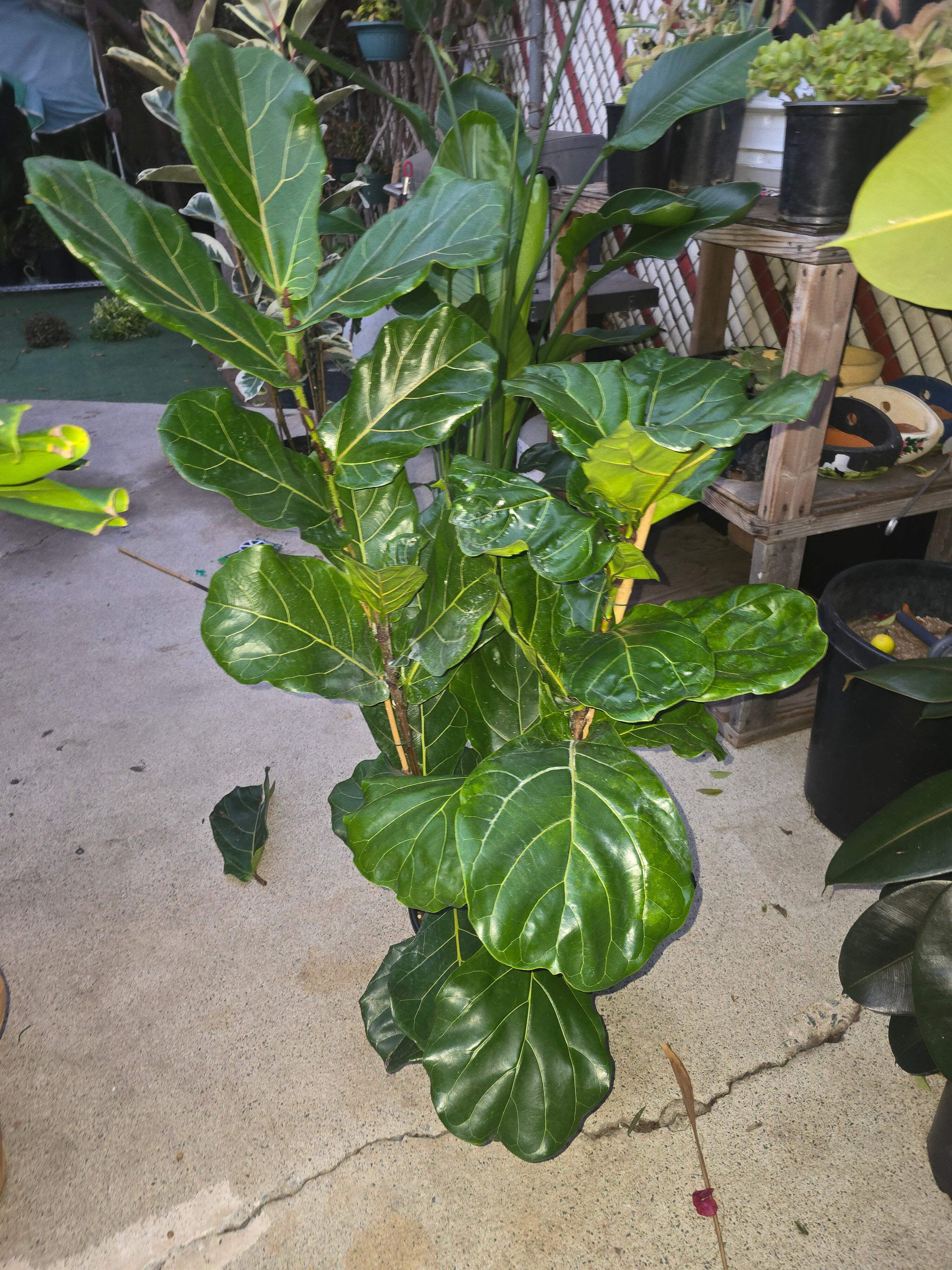Fiddle-leaf fig Tree Elegant, 8 inch pot, 3.5 tf tall- Get similar ...