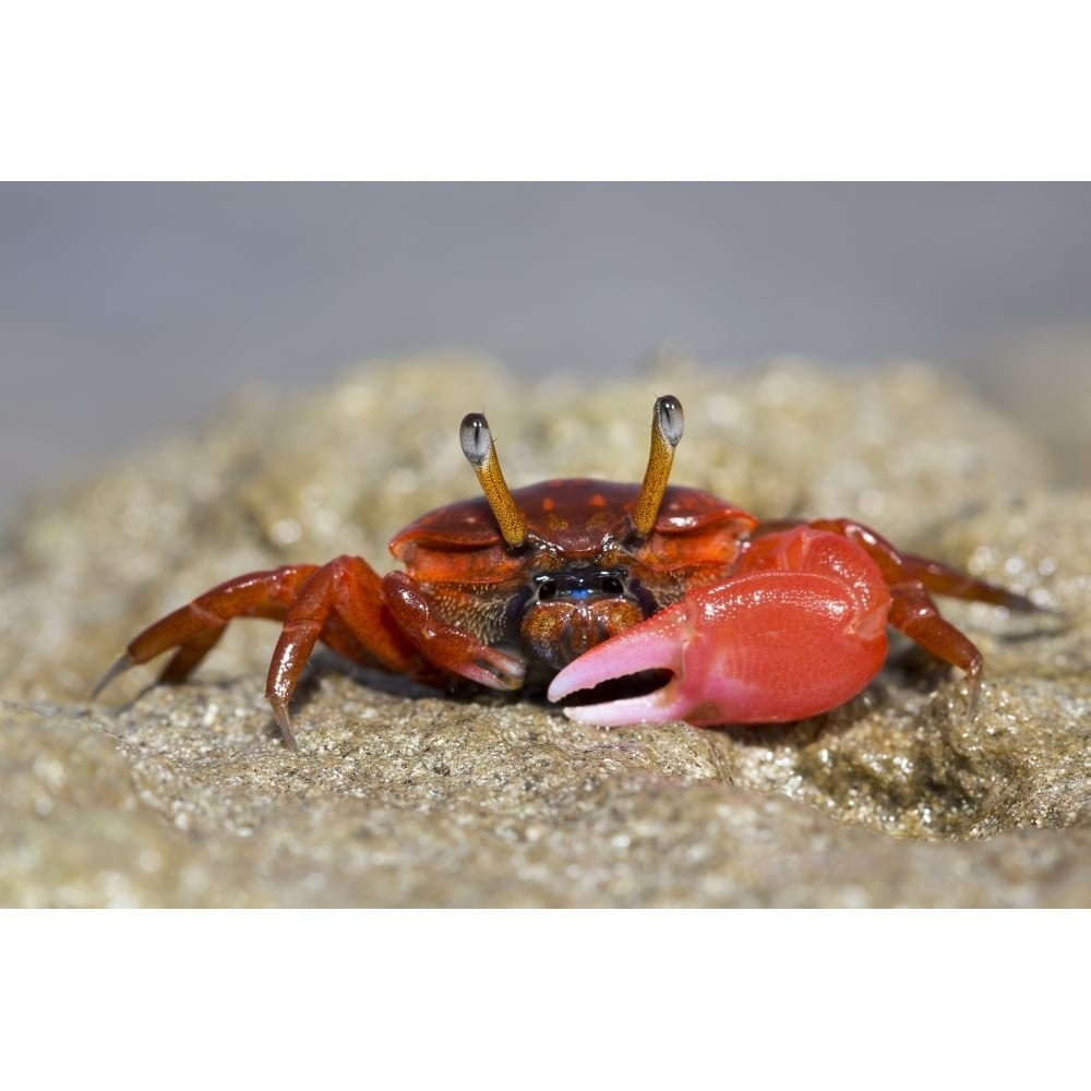 Fiddler crab on the sand on the Island of Yap; Yap Micronesia Poster ...