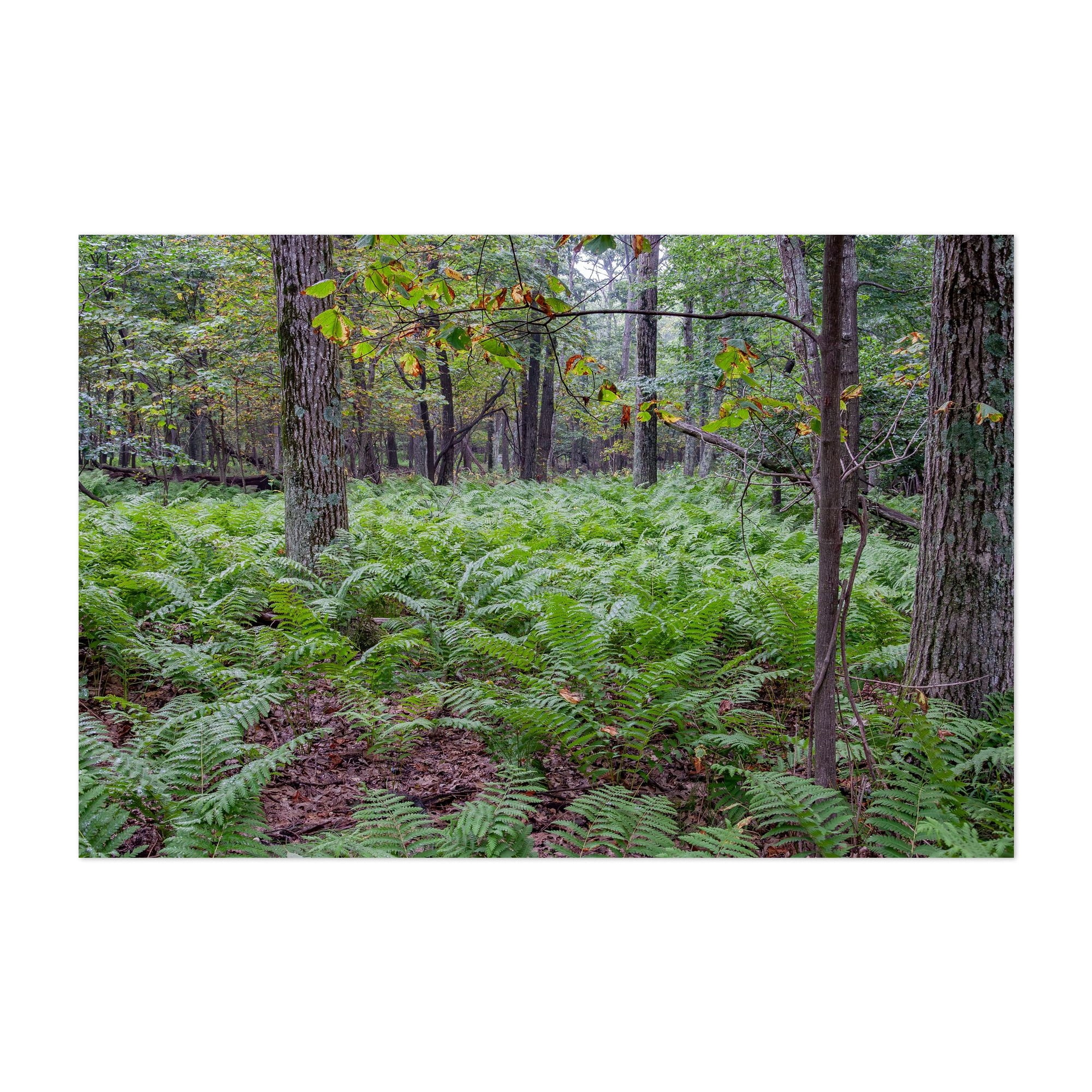 A Field of Ferns in the Virginia Mountains - Virginia Photography ...